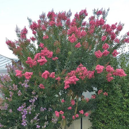 Lagerstroemia – Indische sering | De Tuin in vier seizoenen