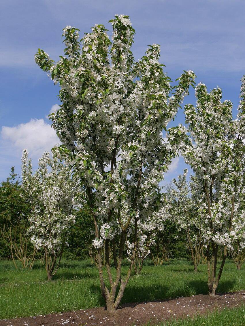 Malus ‘White Angel’ – Sierappel – De Tuin in vier seizoenen