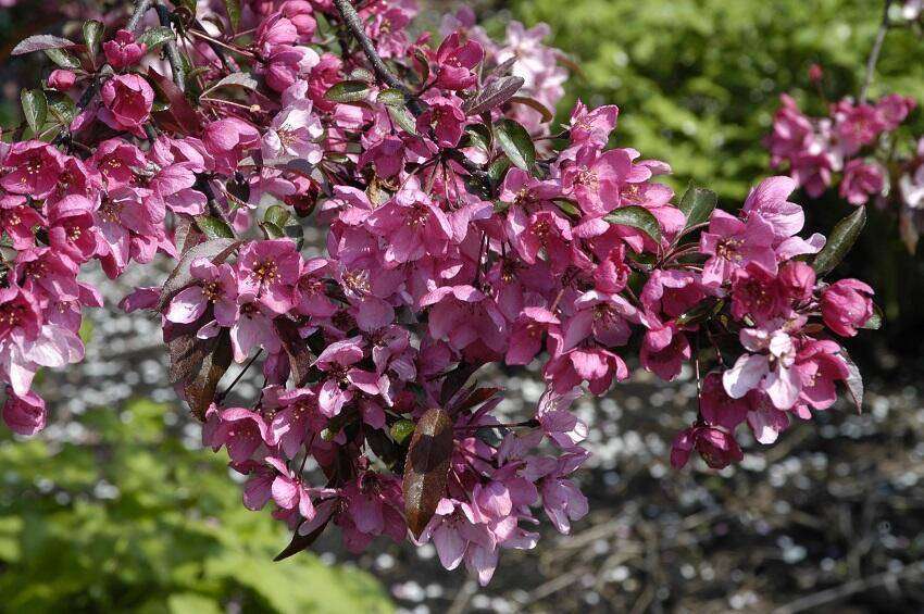 Malus ‘Mokum’ – Sierappel – De Tuin in vier seizoenen