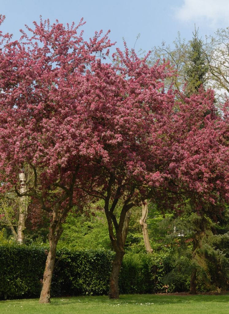 Malus ‘Mokum’ – Sierappel – De Tuin in vier seizoenen