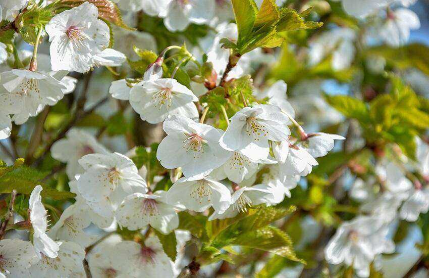 Prunus ‘Umineko’ – De Tuin in vier seizoenen