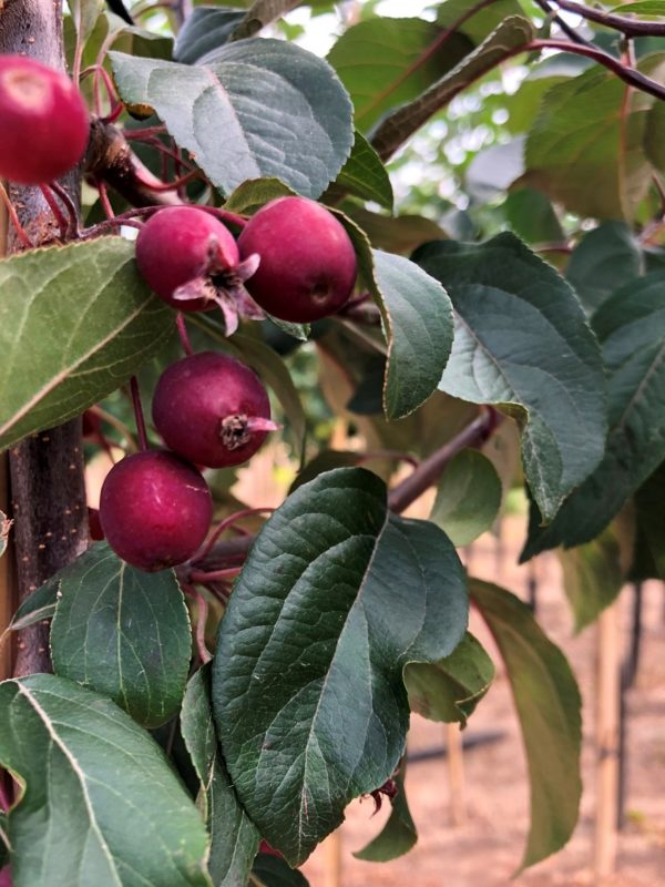 Malus ‘Mokum’ – Sierappel – De Tuin in vier seizoenen
