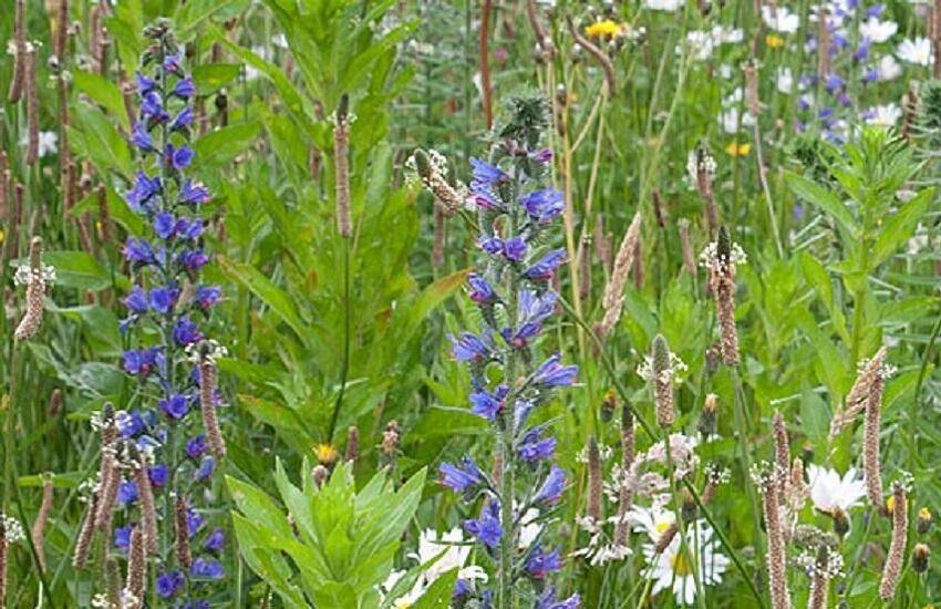 Opendag kwekerij Cruydt-Hoeck – De Tuin in vier seizoenen