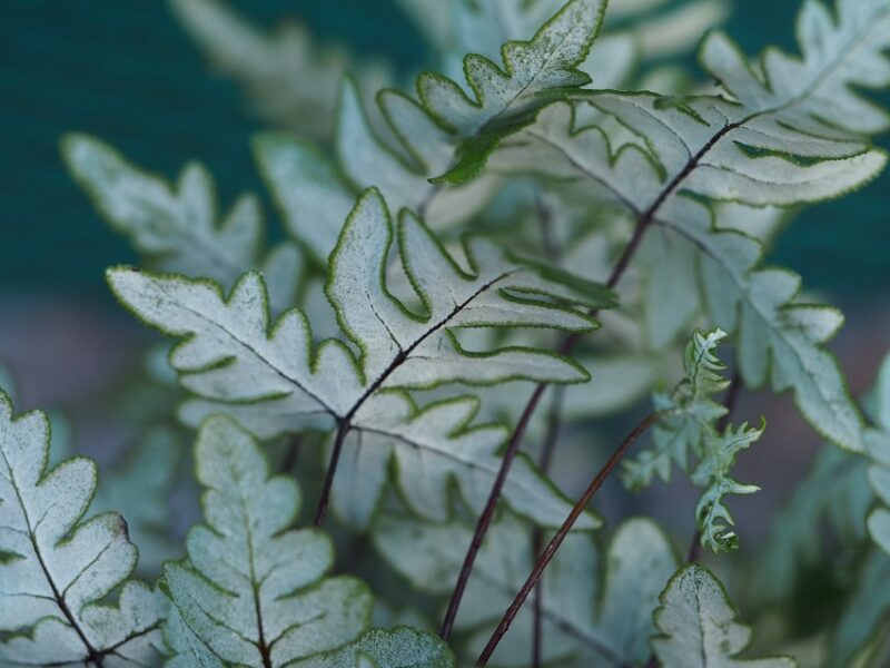 Cheilanthes argentea – De Tuin in vier seizoenen