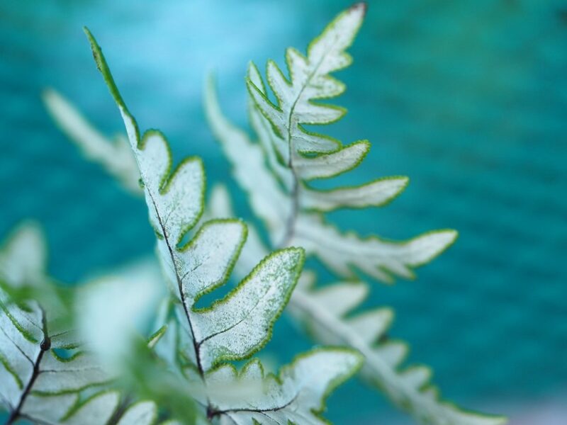 Cheilanthes argentea – De Tuin in vier seizoenen