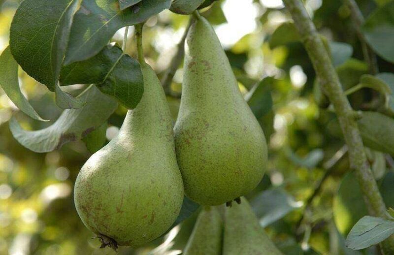 Leifruit kwekerij Bomendael – De Tuin in vier seizoenen