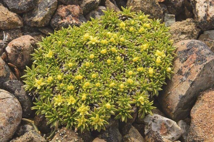 Kleurenfeest in Chileens Patagonië – De Tuin in vier seizoenen