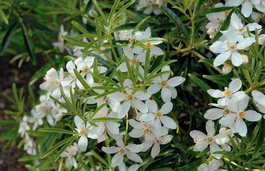 Choisya – De Tuin in vier seizoenen