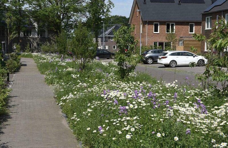 Bloomingfields – Gezaaide vaste planten – De Tuin in vier seizoenen