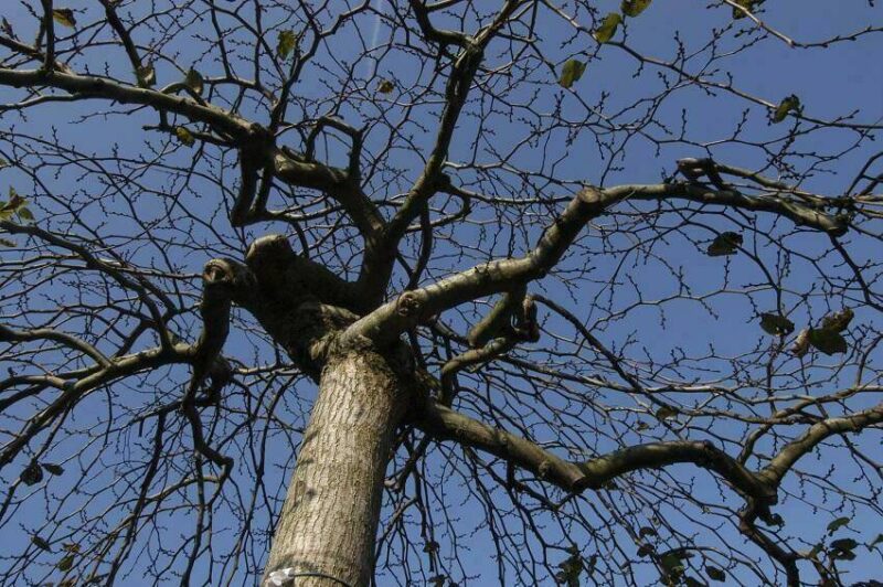 Ulmus glabra ‘Camperdownii’ – Treur-iep – De Tuin in vier seizoenen