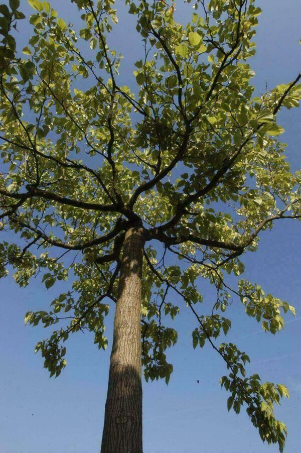 Ulmus glabra ‘Camperdownii’ – Treur-iep – De Tuin in vier seizoenen