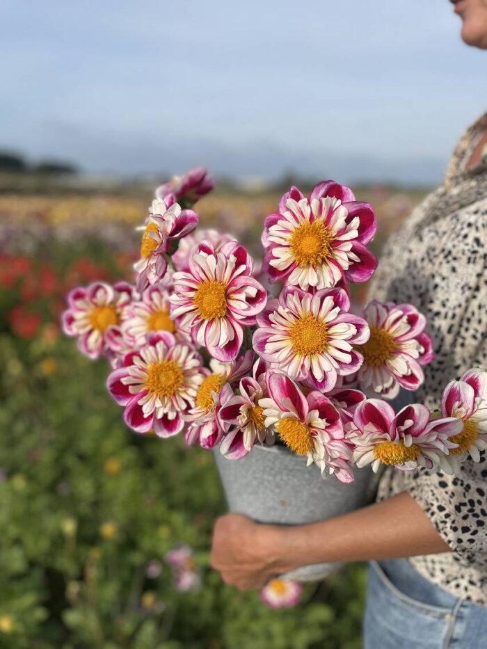 Nieuwe dahlia’s FAM Flower Farm – De Tuin in vier seizoenen