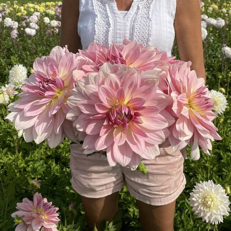 Nieuwe dahlia’s FAM Flower Farm – De Tuin in vier seizoenen