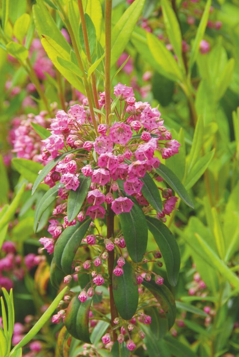 Grote onbekende: Kalmia – De Tuin in vier seizoenen