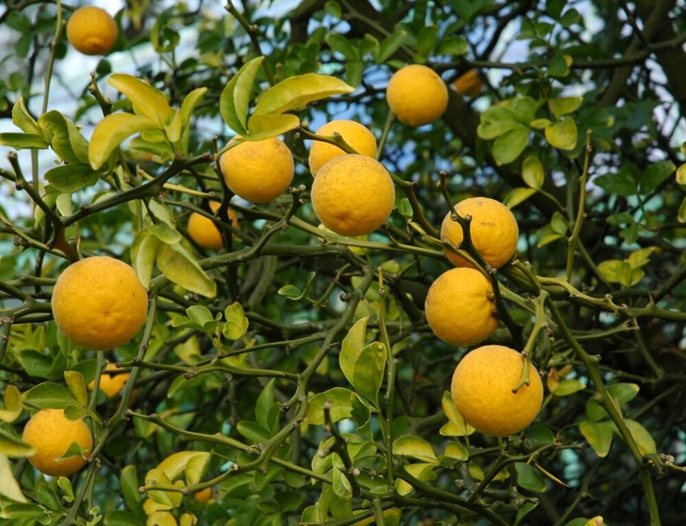 Nieuwe dahlia’s FAM Flower Farm – De Tuin in vier seizoenen